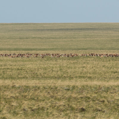 Um milhão de gazelas