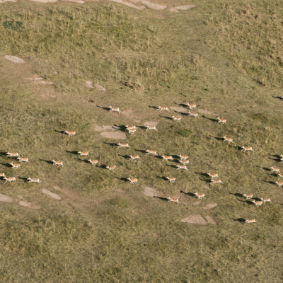 Um milhão de gazelas
